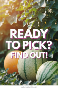 How to Know When Your Melons Are Ready to Harvest - Southern Soil Sunshine
